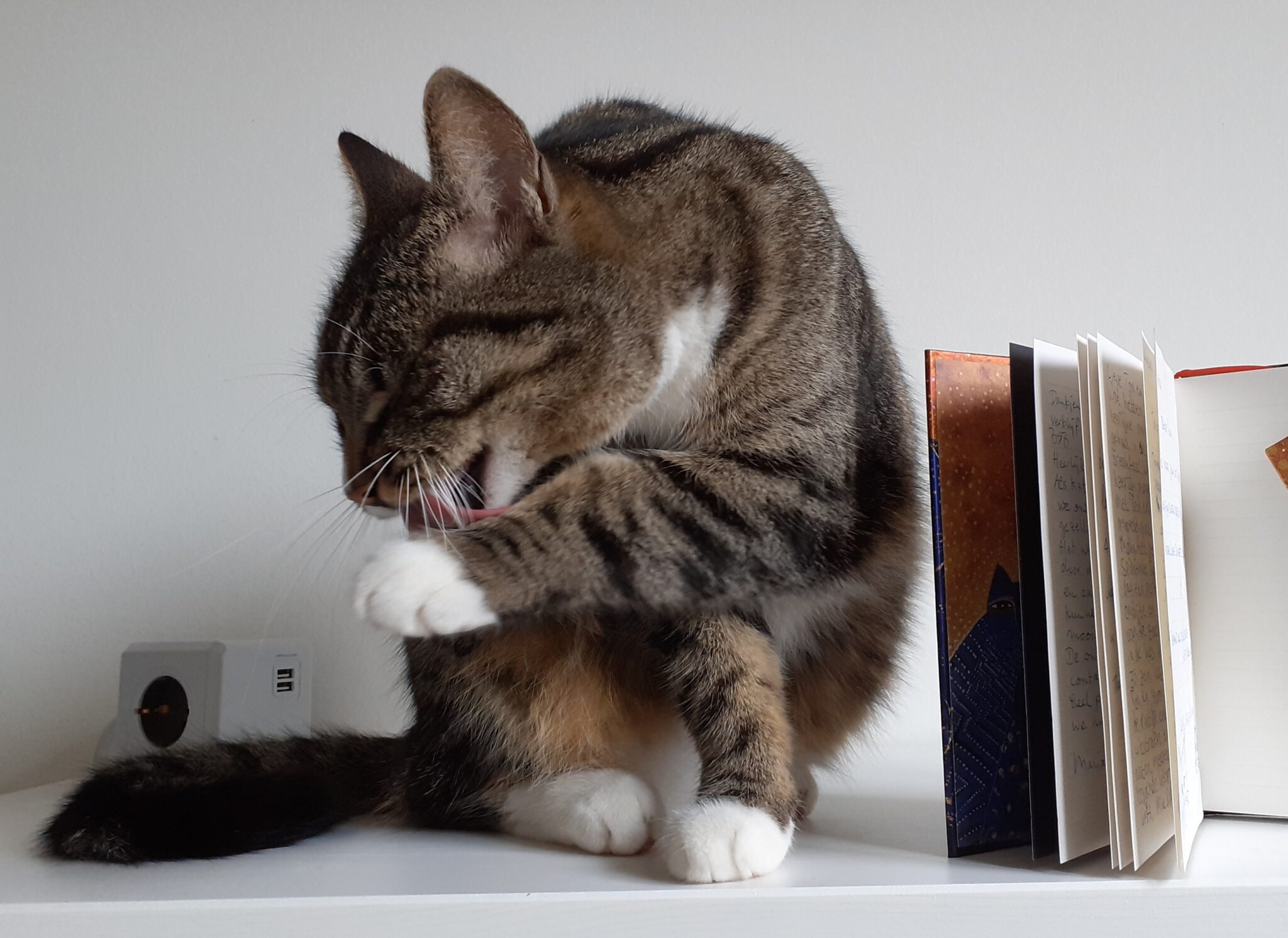 Waarom likt mijn kat zoveel? Kattengedragstherapeut Yvon Sweere